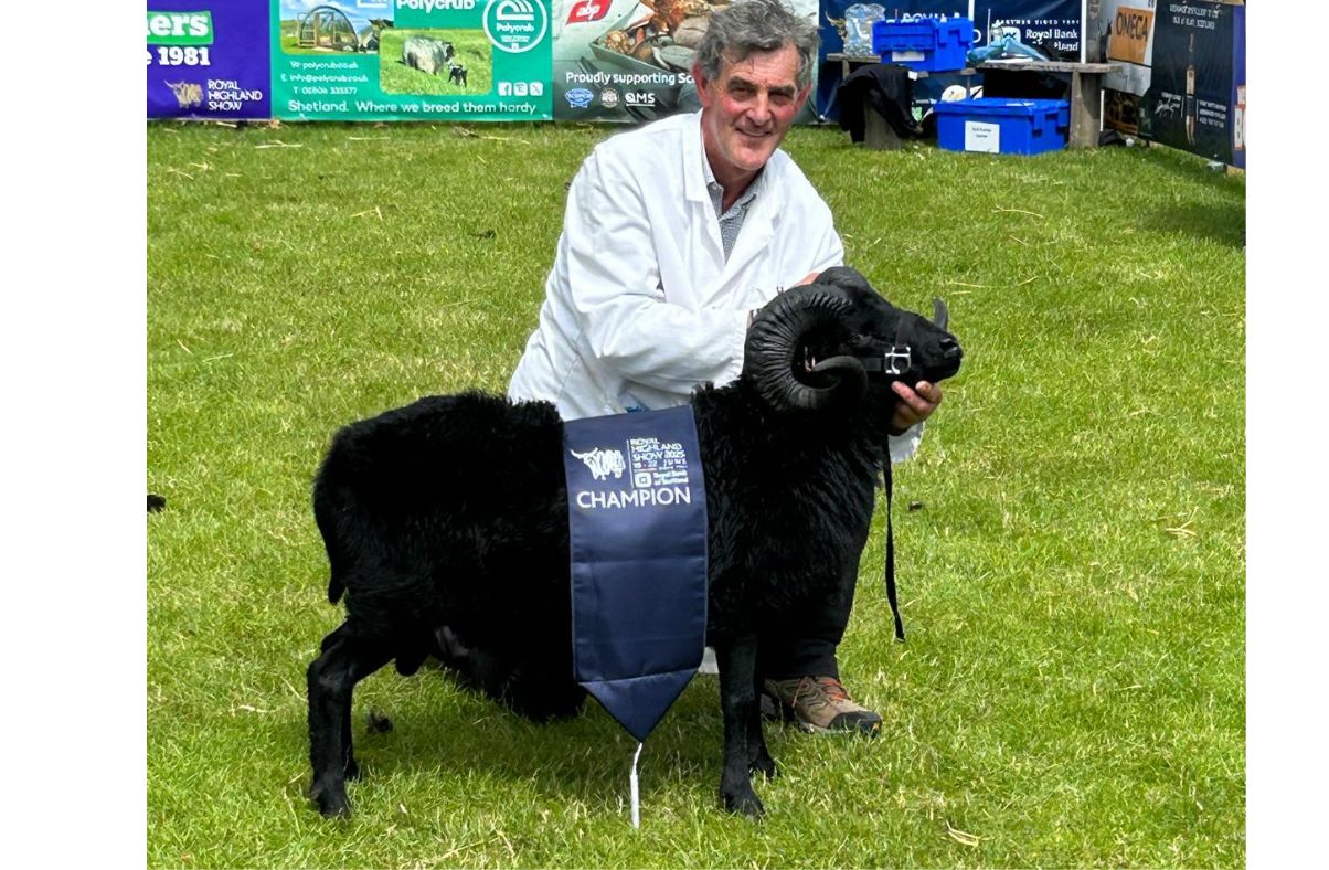 Sheep breeder's successful debut at Royal Highland Show - Cumberland ...